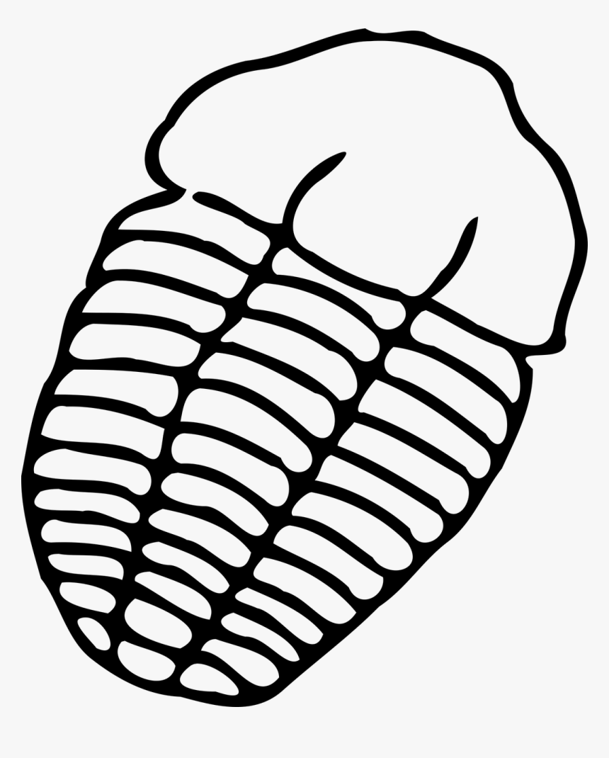 Trilobite Drawing Easy, HD Png Download , Transparent Png Image - PNGitem