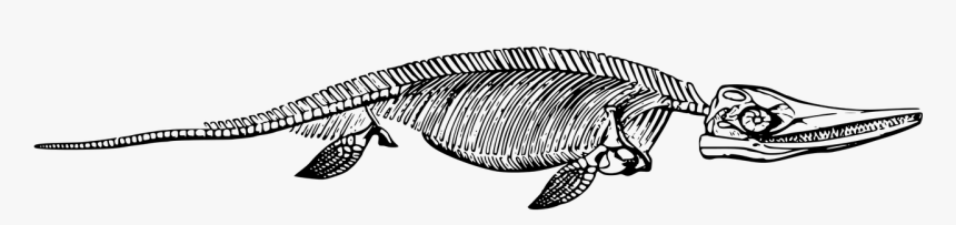 Dinosaur Fossil Drawings Transparent, HD Png Download , Transparent Png ...