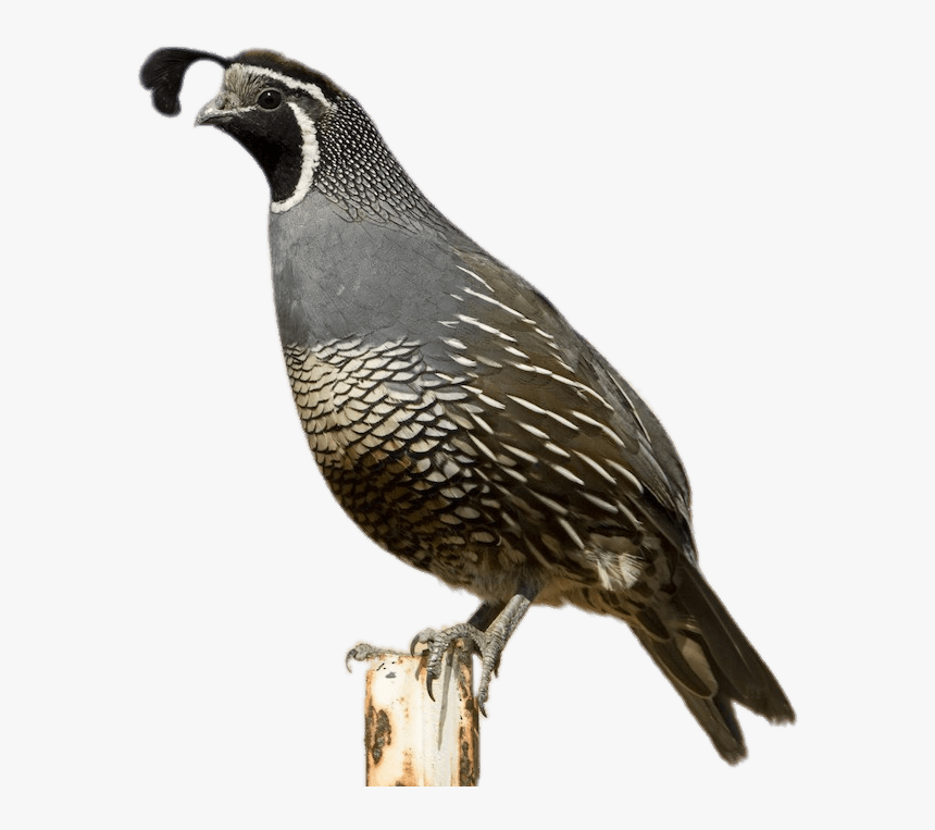 California Quail Transparent Png - California Quail Transparent ...