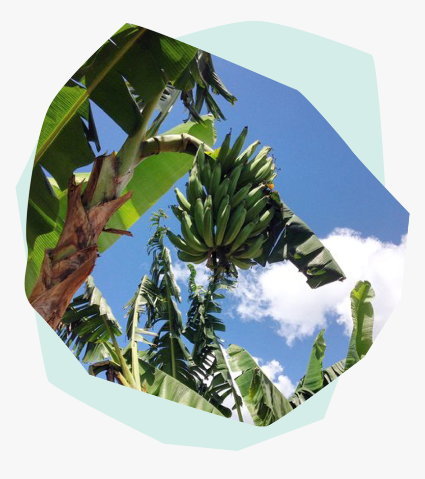 Ensete, HD Png Download , Transparent Png Image - PNGitem