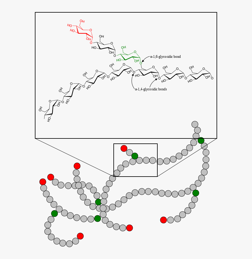 Glycogen Is A Multibranched Polysaccharide Of Glucose - Structure Of ...