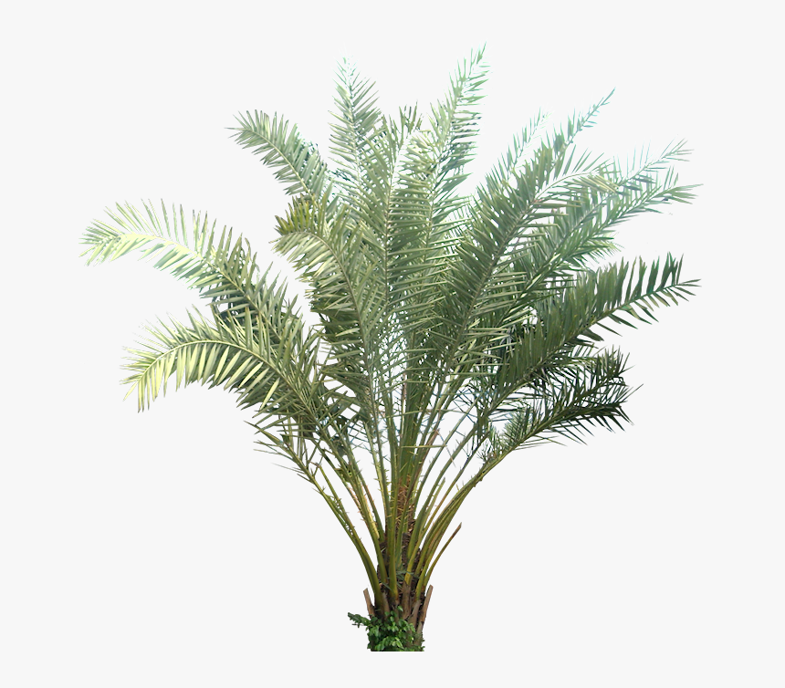 Thumb Image - Plants With A Transparent Background, HD Png Download ...