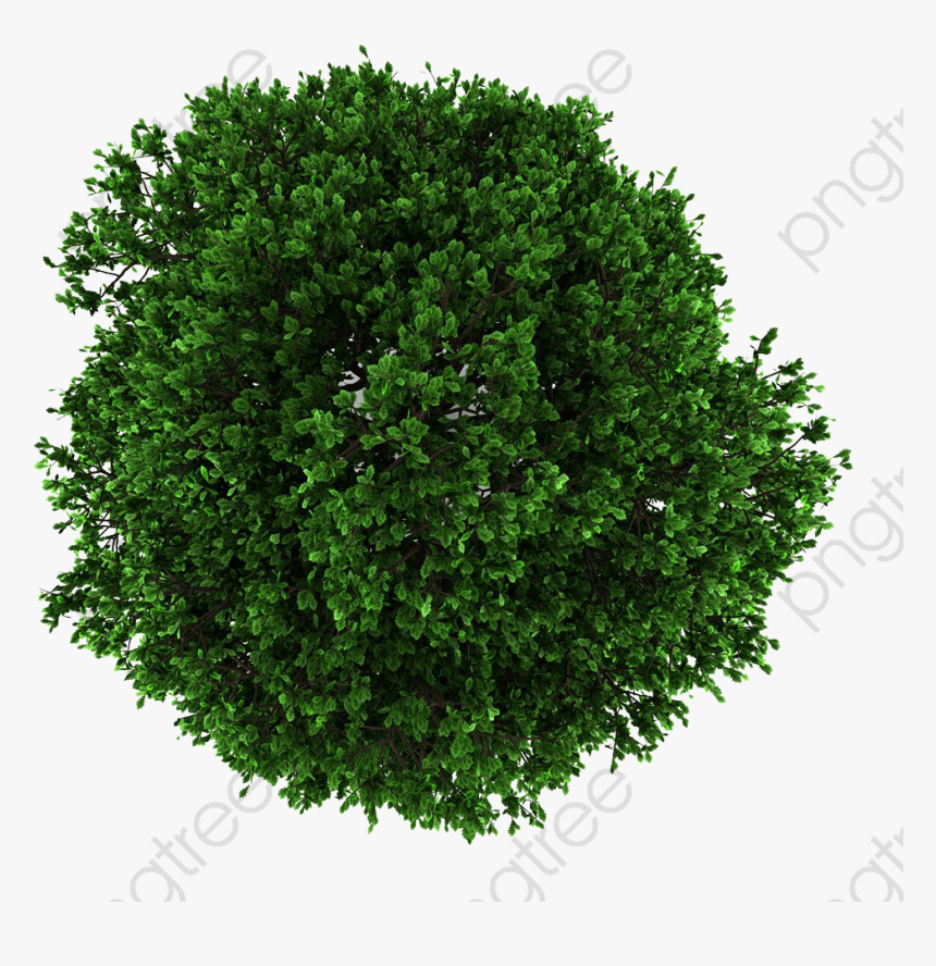 Transparent Treeline Silhouette Png - Tree Crown Png, Png Download ...