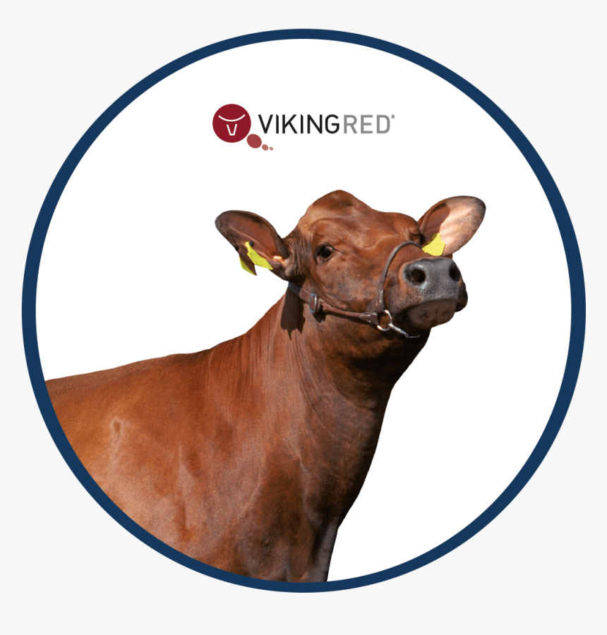 Calf, HD Png Download , Transparent Png Image - PNGitem