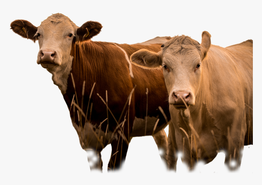 Farm Animals, HD Png Download , Transparent Png Image - PNGitem