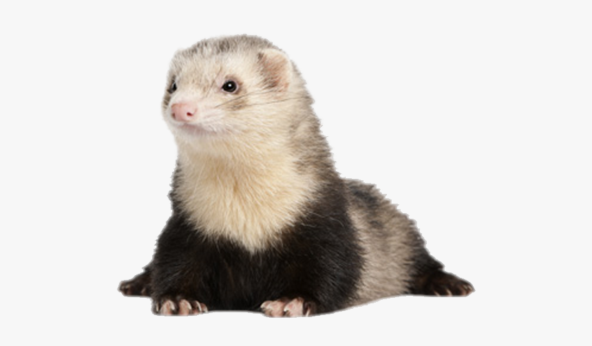 T3 Framework - Sad Mink, HD Png Download , Transparent Png Image - PNGitem