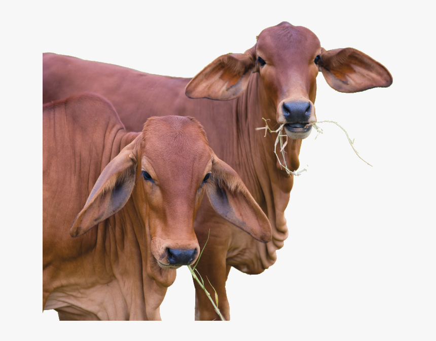 Zebu, HD Png Download , Transparent Png Image - PNGitem