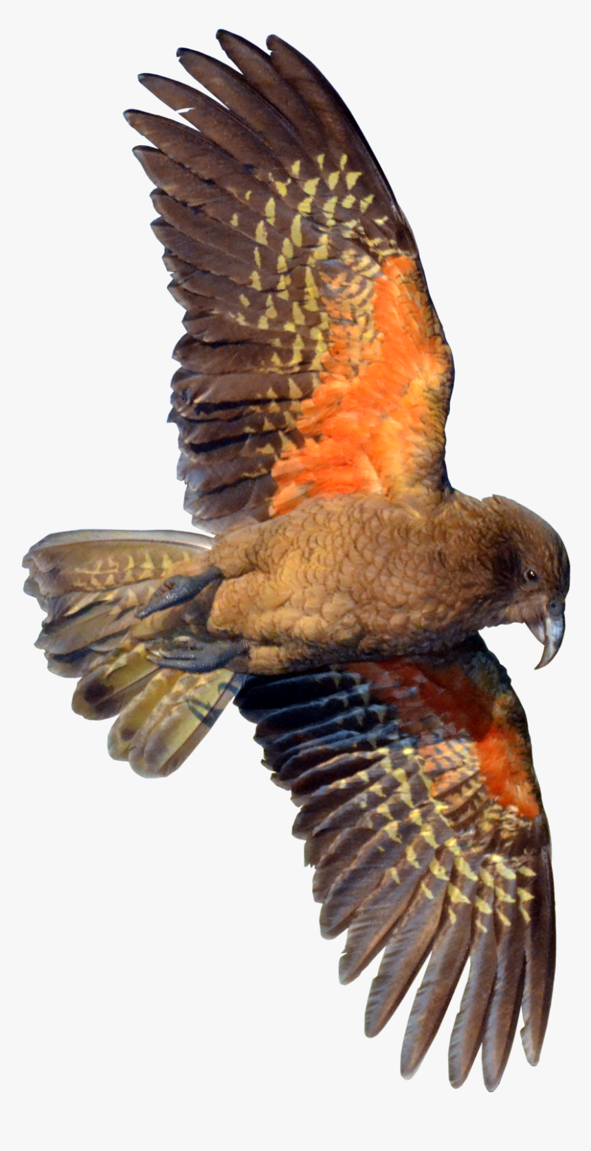 Kea Bird Drawing Nz, HD Png Download , Transparent Png Image - PNGitem