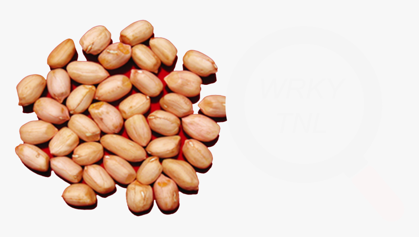 Groundnuts Png, Transparent Png , Transparent Png Image - PNGitem
