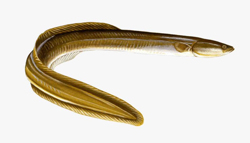 Fresh Water Eel , Png Download - Eel Seafood, Transparent Png ...