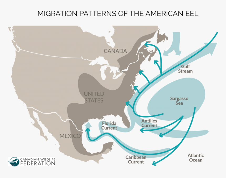 American Eel Migration Map @ Cwf - American Eel Migration Map, HD Png ...