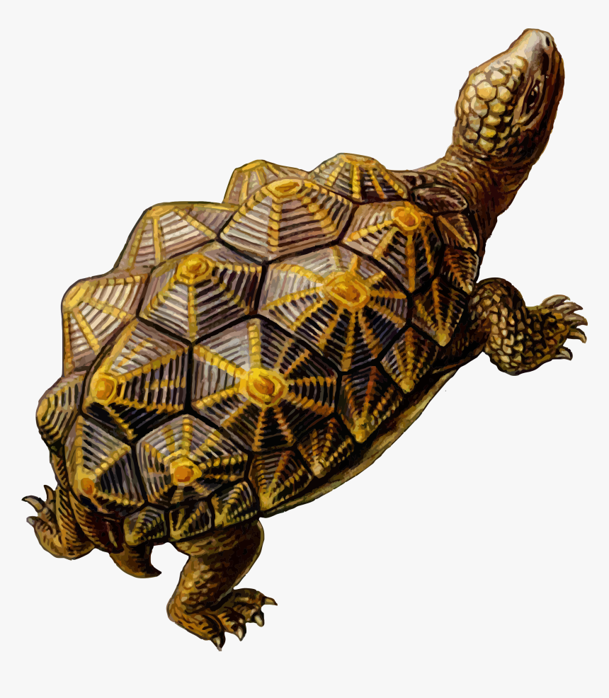 Transparent Tortoise Png - Tortoise Turtle Shell Geometry, Png Download ...