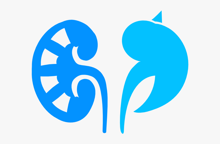 Nephrology Png, Transparent Png , Transparent Png Image - PNGitem