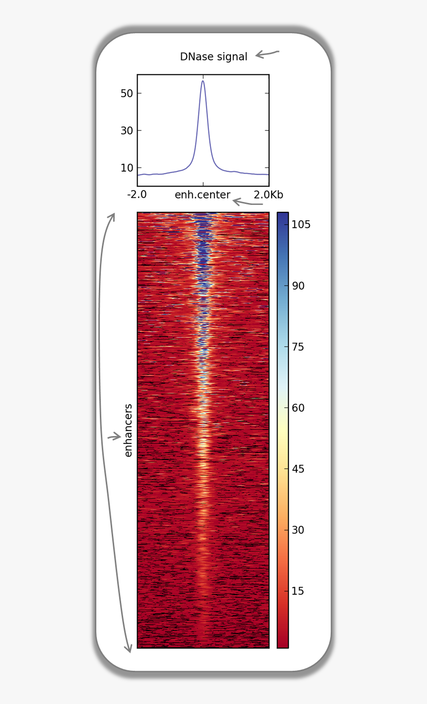 Chromatin Accessibility Heat Map, HD Png Download , Transparent Png ...