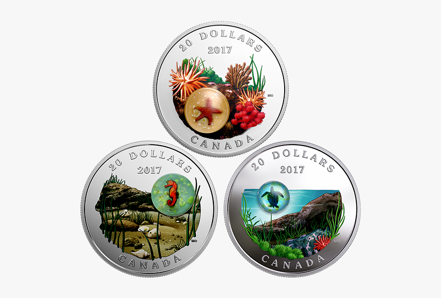 Royal Canadian Mint Turtle, HD Png Download , Transparent Png Image ...