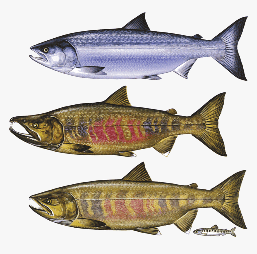 Real Chum Salmon Png - Chum Salmon Png, Transparent Png , Transparent ...