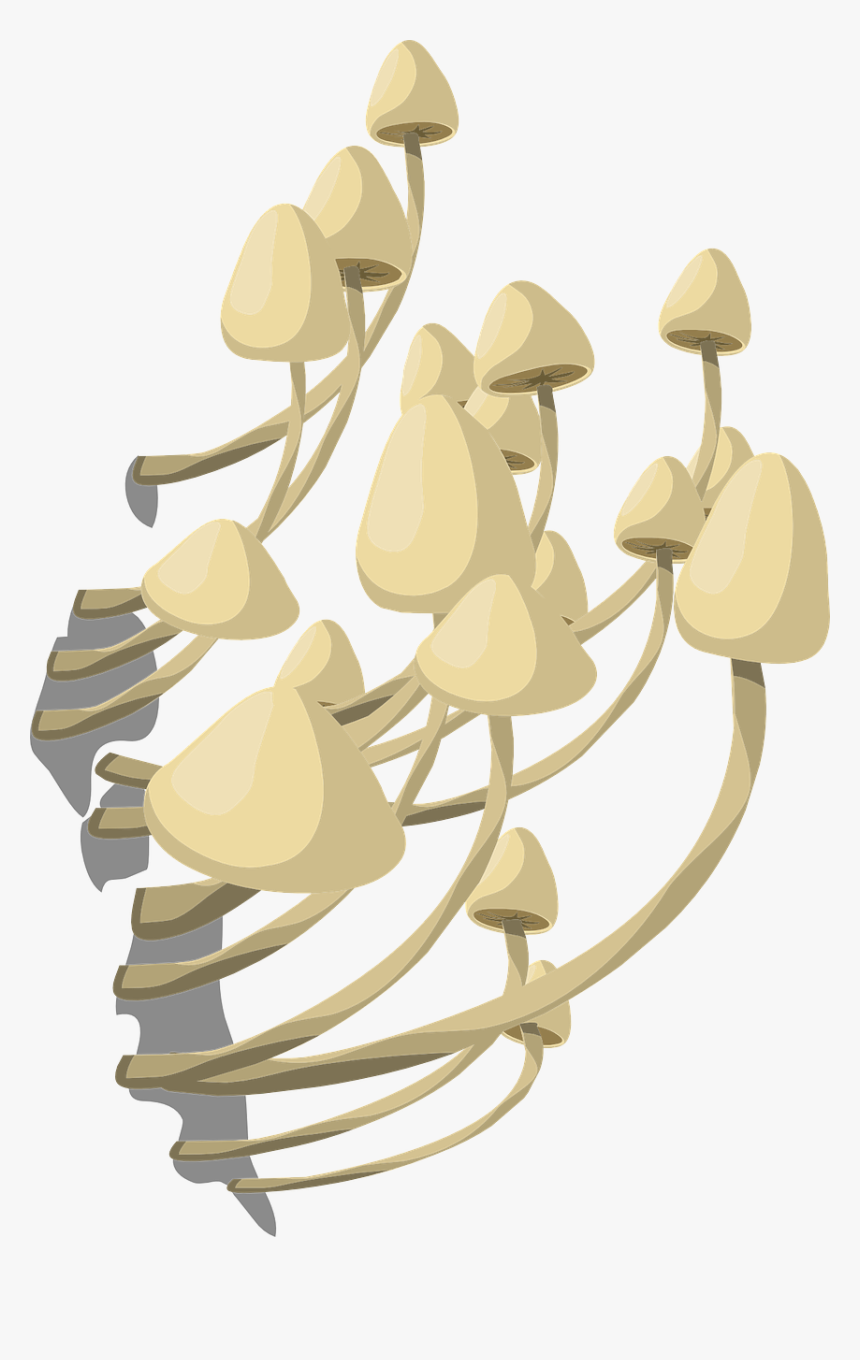 Fungi Png, Transparent Png , Transparent Png Image - PNGitem