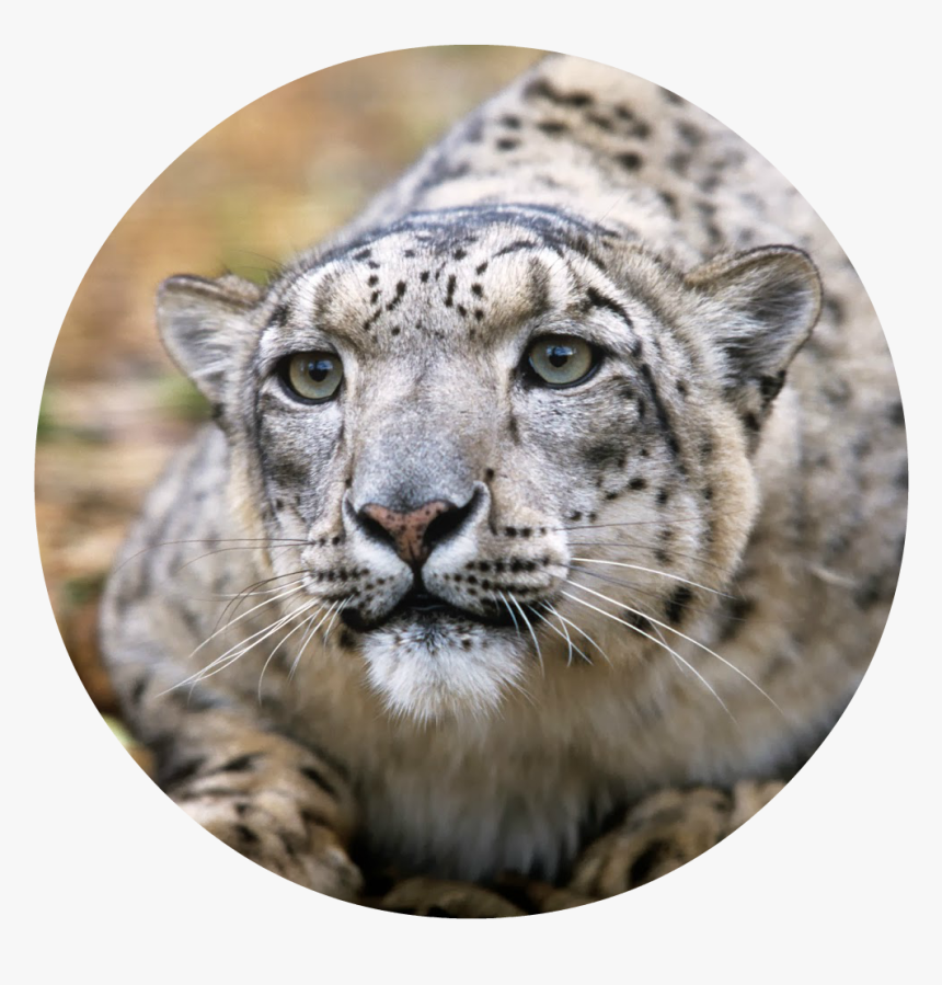 Adult Snow Leopards , Png Download, Transparent Png , Transparent Png ...