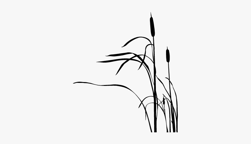 Cattail Drawing Silhouette, HD Png Download , Transparent Png Image ...