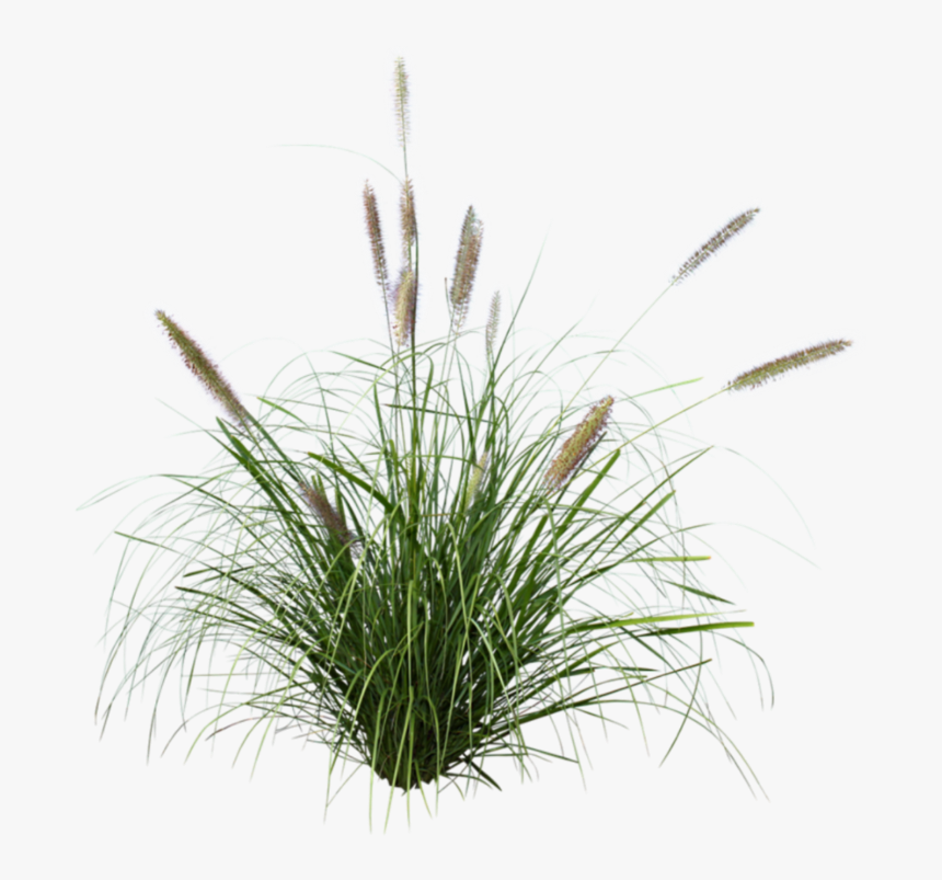 #cattails, HD Png Download , Transparent Png Image - PNGitem