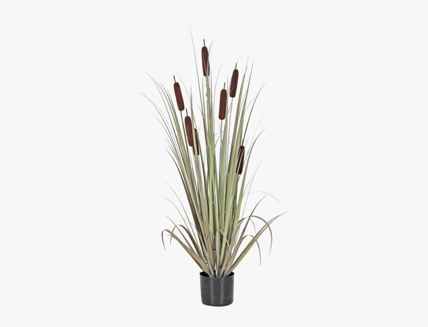 Cattails Png, Transparent Png , Transparent Png Image - PNGitem