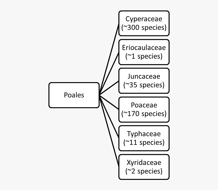 Poales Classification, HD Png Download , Transparent Png Image - PNGitem