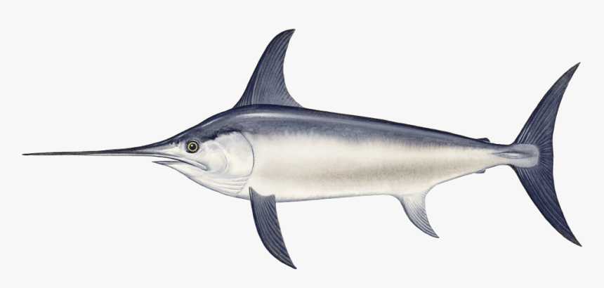 Swordfish Png, Transparent Png , Transparent Png Image - PNGitem