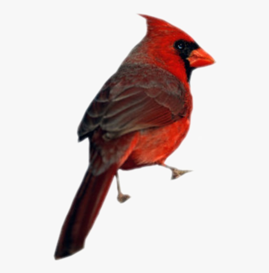 Transparent Cardinal Bird Png, Png Download , Transparent Png Image ...