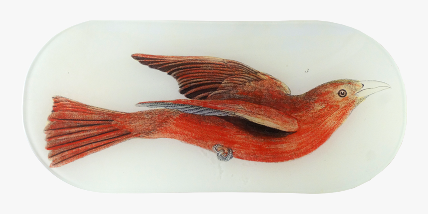 Red Bird Png, Transparent Png , Transparent Png Image - PNGitem