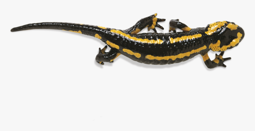 Salamander Png Photos, Transparent Png , Transparent Png Image - PNGitem