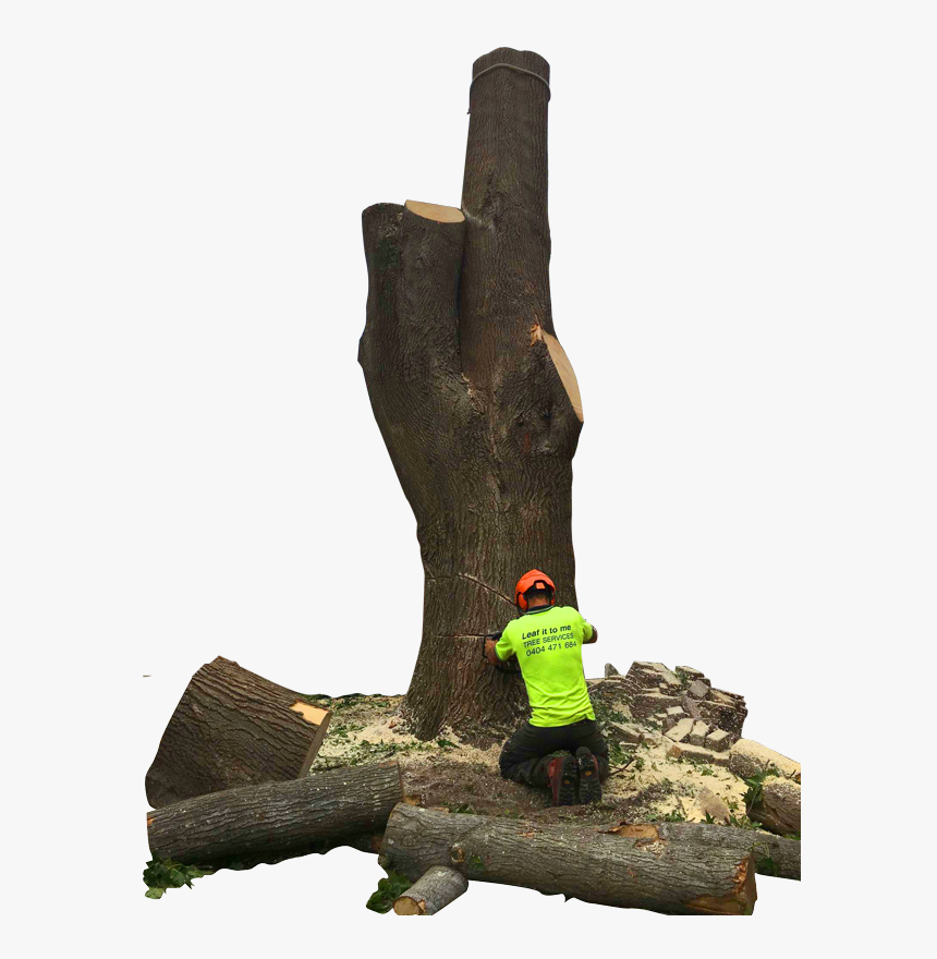 Tree Stump, HD Png Download , Transparent Png Image - PNGitem