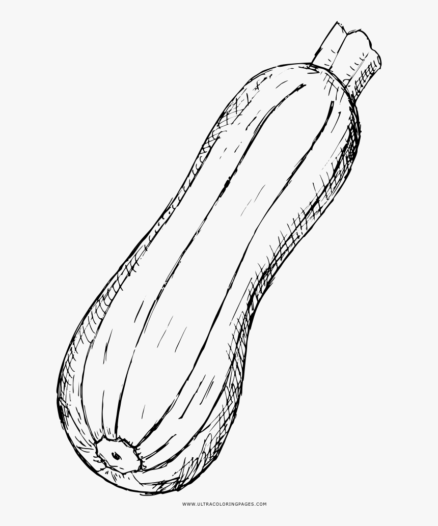 Zucchini Coloring Page, HD Png Download , Transparent Png Image - PNGitem