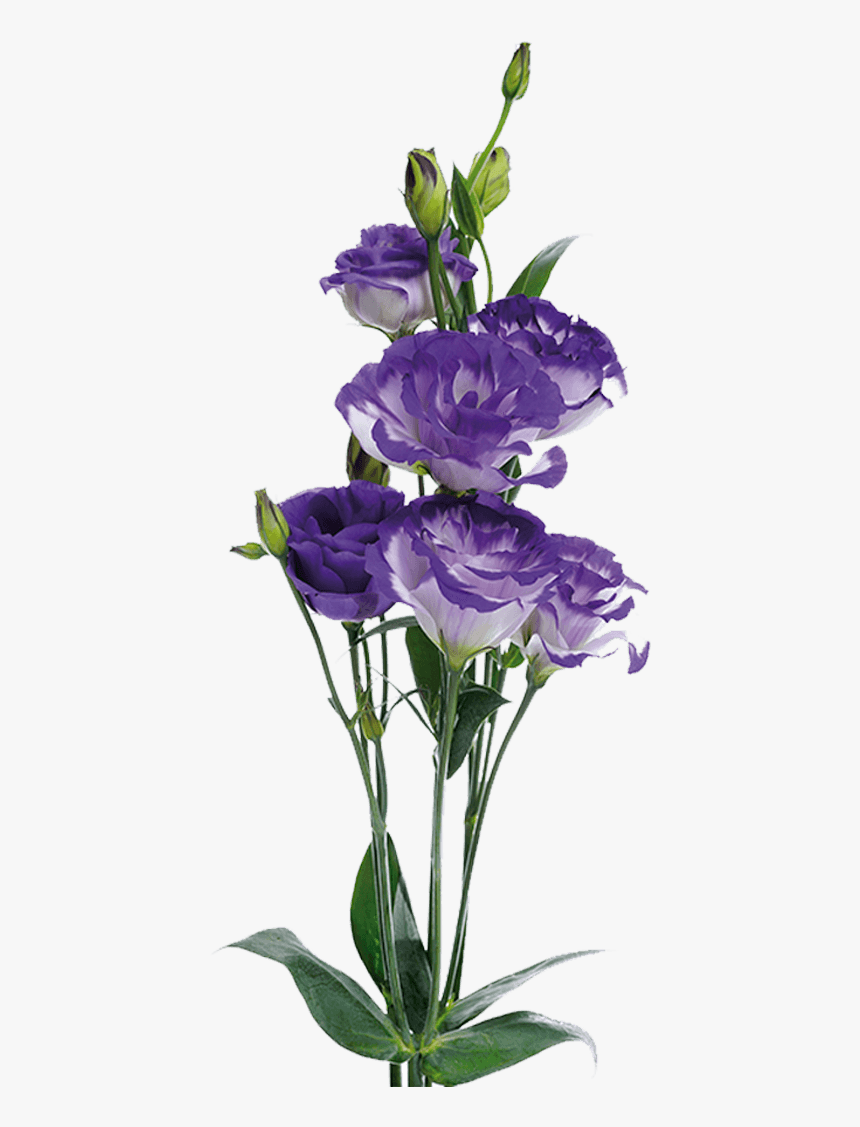Violet Png, Transparent Png , Transparent Png Image - PNGitem