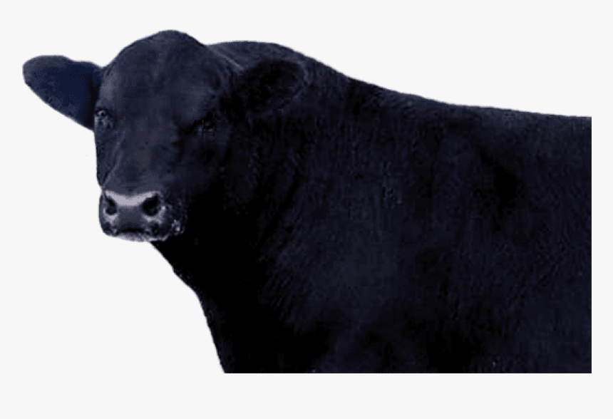 Black Angus Beef Png, Transparent Png , Transparent Png Image - PNGitem