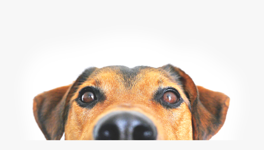 Peeking Dog Png