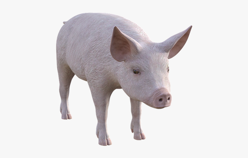 Pig, Farm, Piglet, Animals, Cute, Pigs, Livestock - Domestic Pig, HD ...