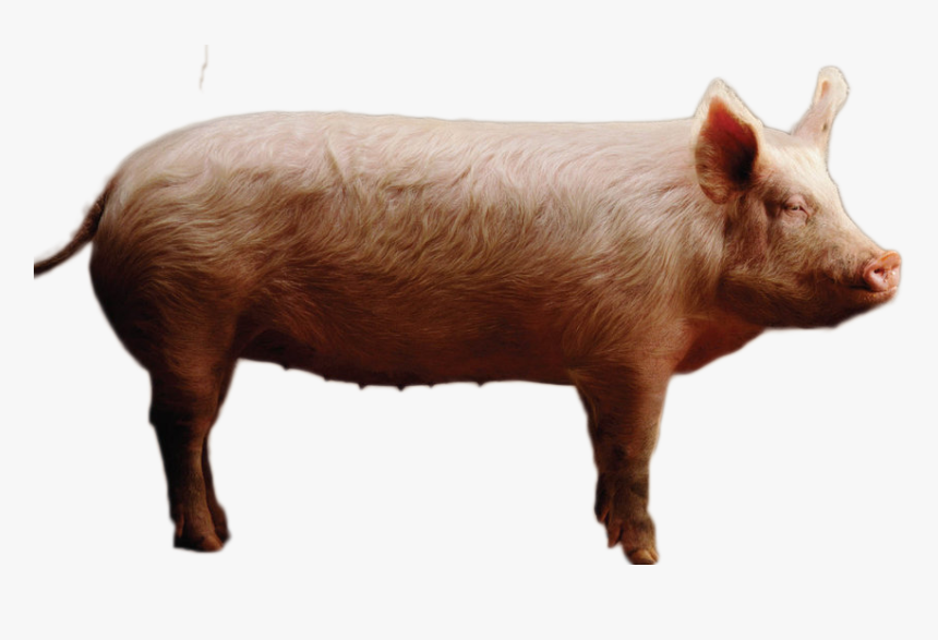Pig Png Image - Pig Head Png Side, Transparent Png , Transparent Png ...