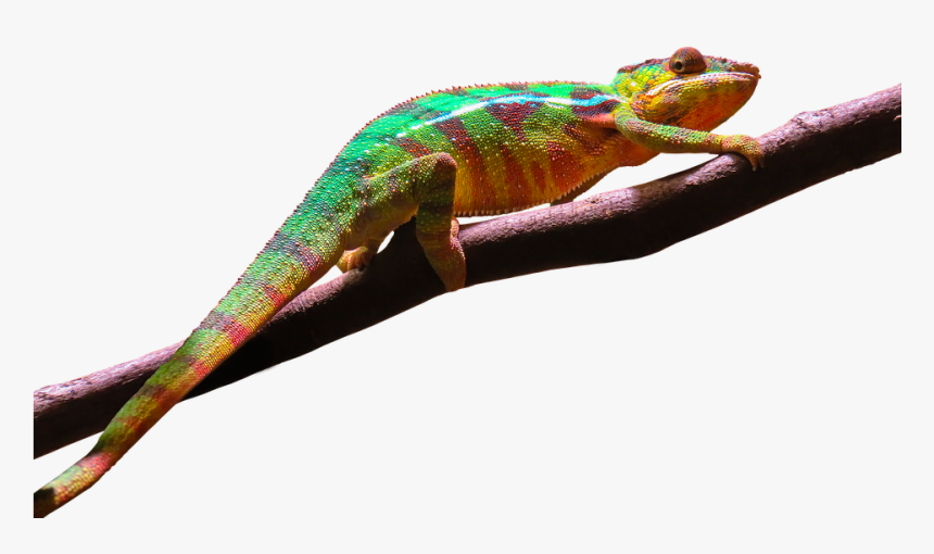 Leopard Gecko Clipart Transparent Background - Geckos Transparent ...