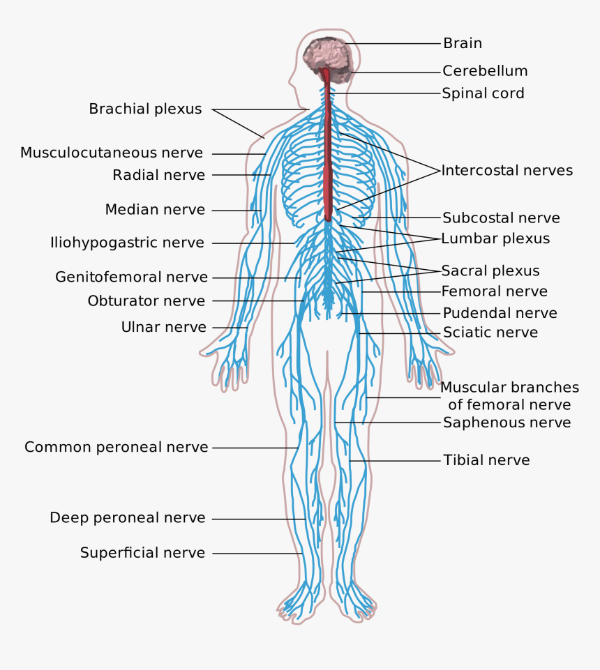 Central Nervous System Responsible, HD Png Download , Transparent Png ...