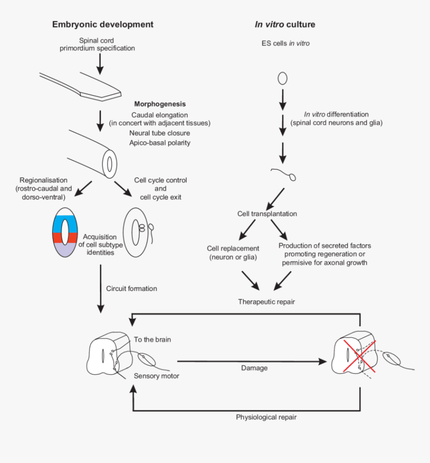 Steps Of Neural Development, HD Png Download , Transparent Png Image ...