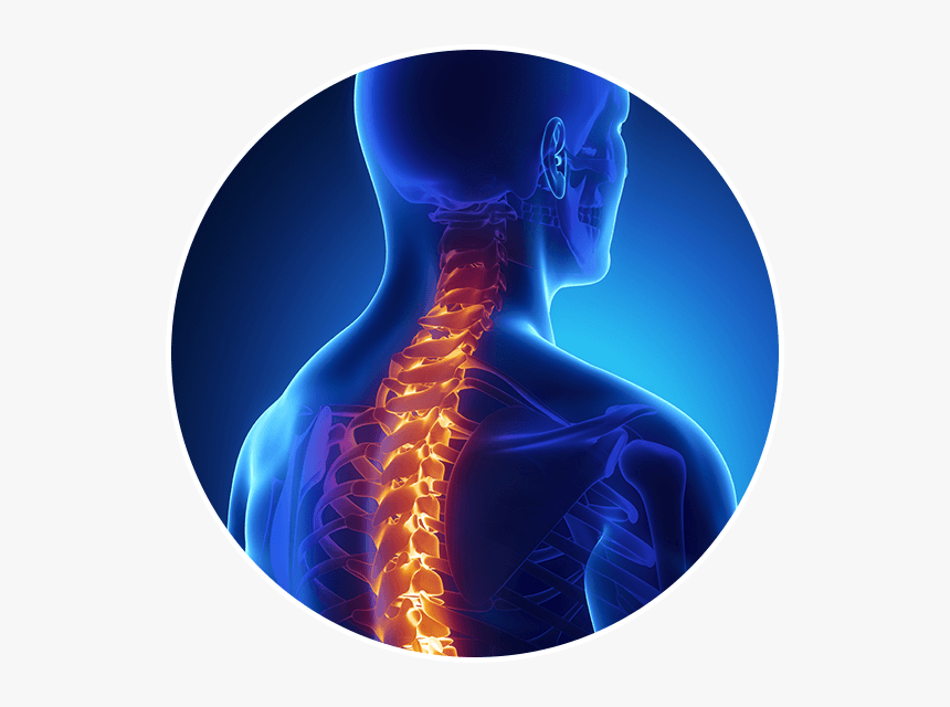 X Ray Backbone, HD Png Download , Transparent Png Image - PNGitem