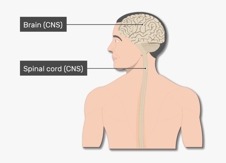 An Image Of The Body Showing The Spinal Cord, Brain, - Diagram Main ...