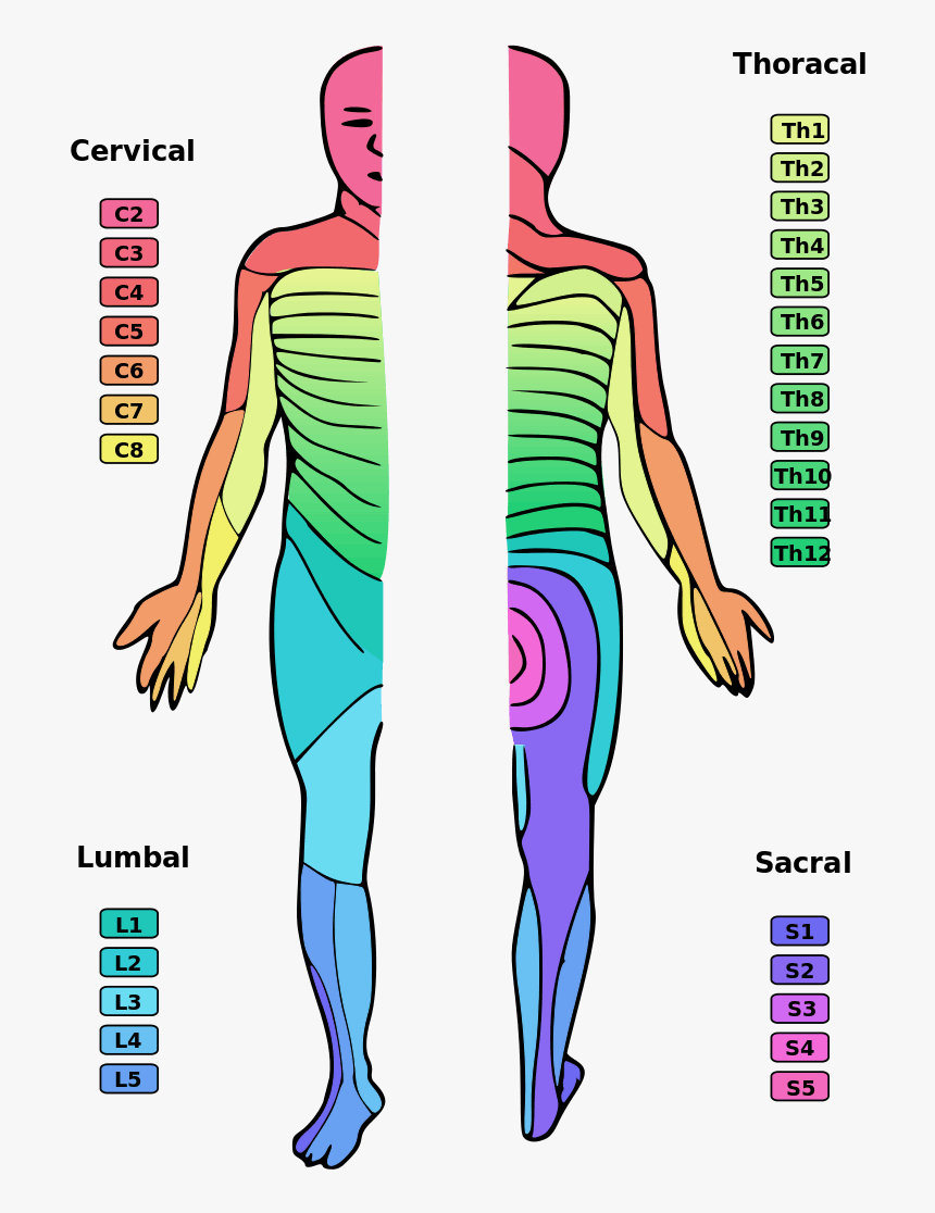 Areas Of The Skin Affected By C2 Spinal Cord Injury - Dermatome Myotome ...