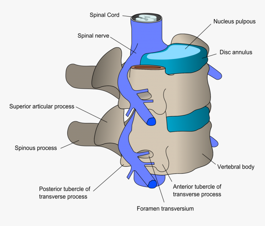 Synovial Joint Of Vertebral Column, HD Png Download , Transparent Png ...
