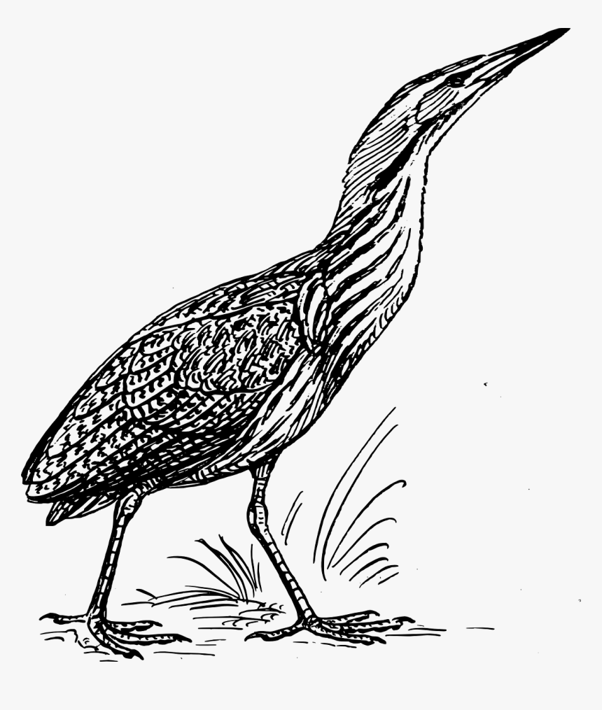 Bittern Black And White, HD Png Download , Transparent Png Image - PNGitem