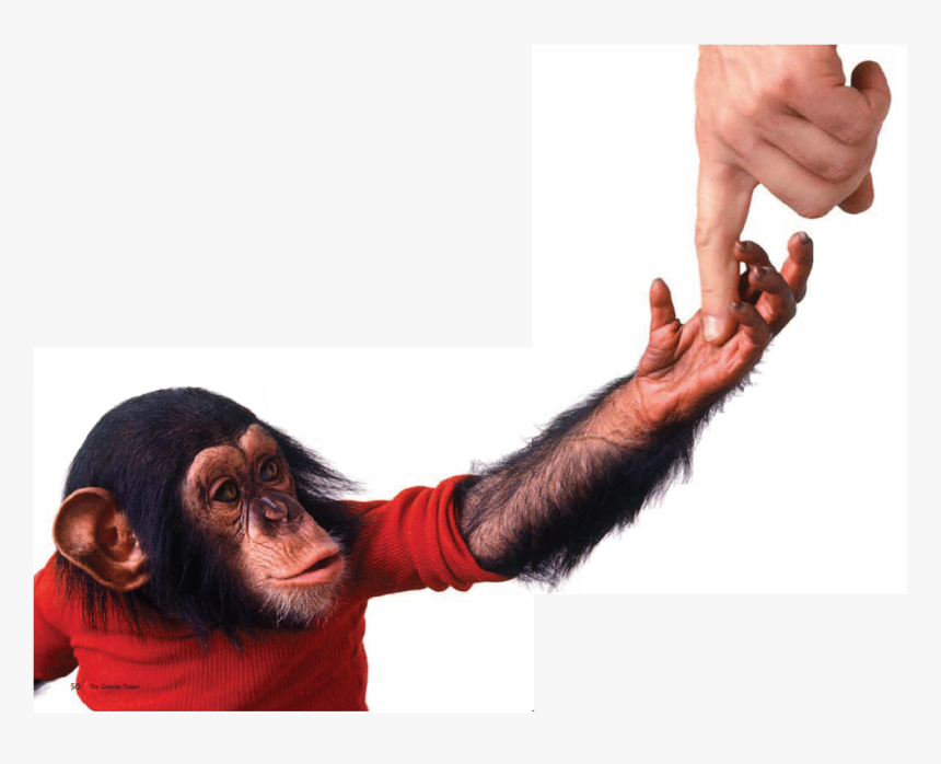 Transparent Chimp Png - Project Nim Png, Png Download , Transparent Png ...