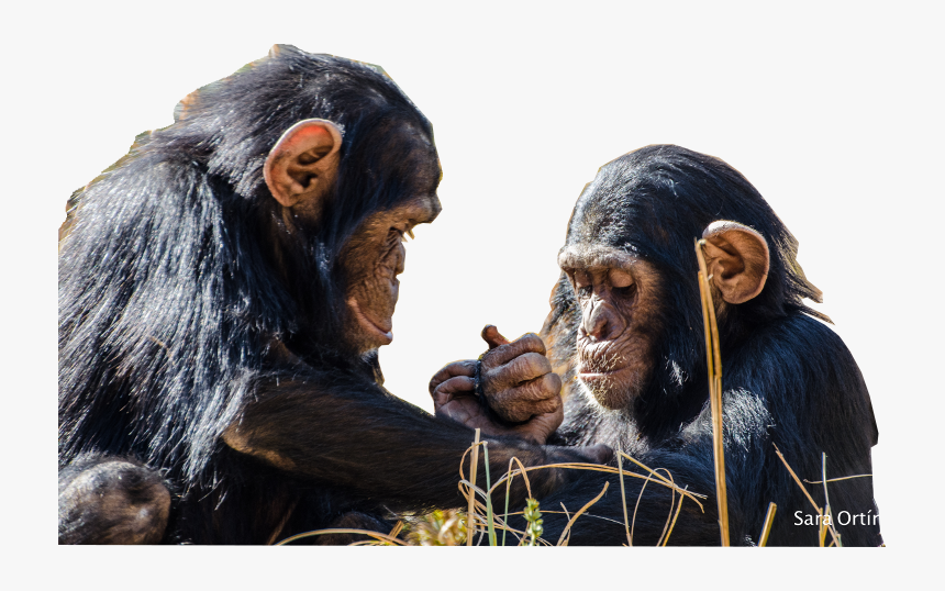 Chimfunshi Chimpanzee Sanctuary, HD Png Download , Transparent Png ...