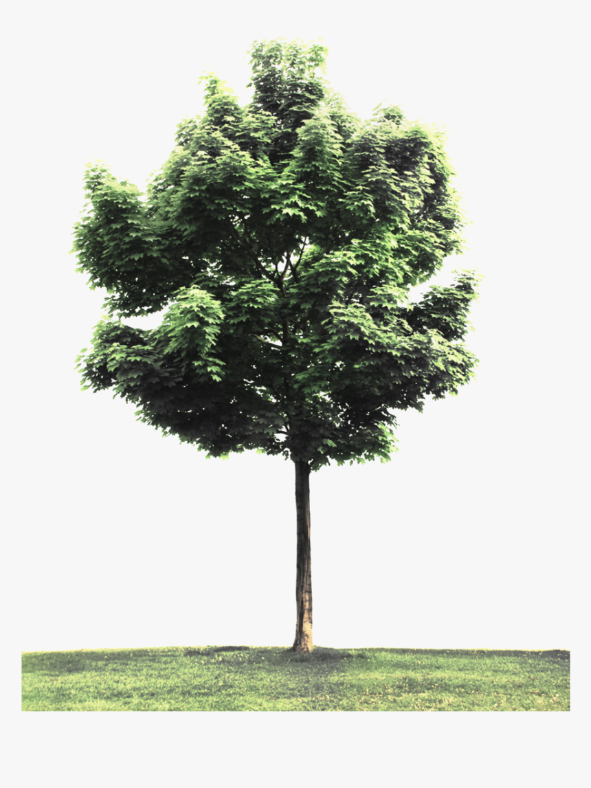 Street Tree Png - Tree Branches Of Philosophy, Transparent Png ...