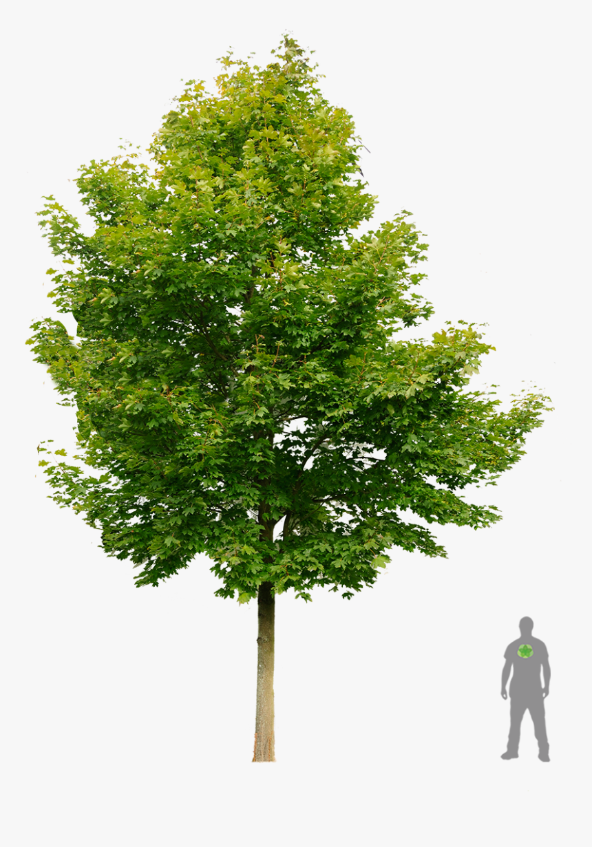 Transparent Street Tree Png - Avocado Tree Transparent, Png Download ...