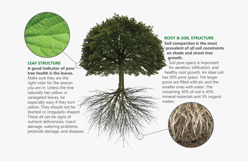 Tree Branches And Roots, HD Png Download , Transparent Png Image - PNGitem